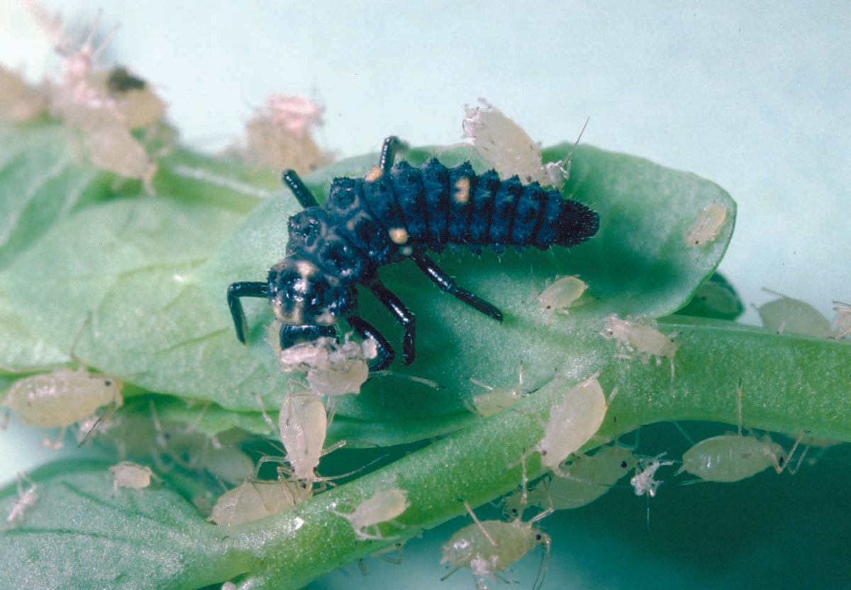 Biological Controls – Agralan Ltd