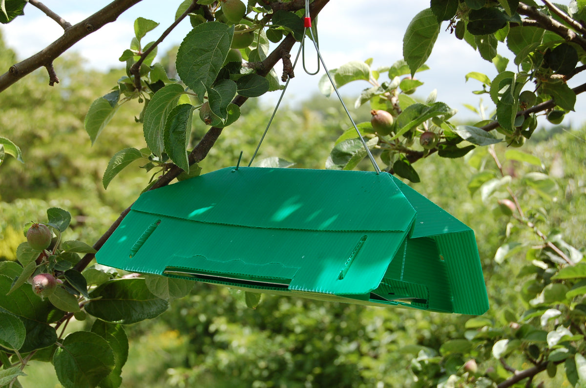 Pheromone Tent Traps (delta) – Agralan Ltd