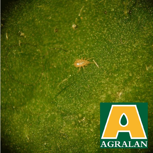 Biological Controls – Agralan Ltd