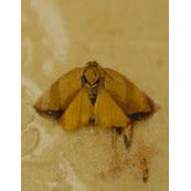 Carnation Tortrix Moth Trap – Agralan Ltd