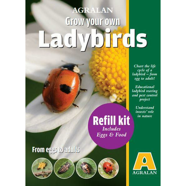 Grow Your Own Ladybirds Kit 'Eggs' – Agralan Ltd